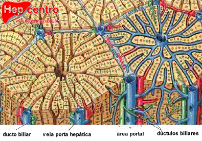 Histologia hepática – Hepcentro