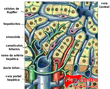 Histologia hepática – Hepcentro