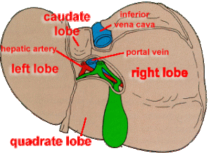 Anatomia hepática – Hepcentro