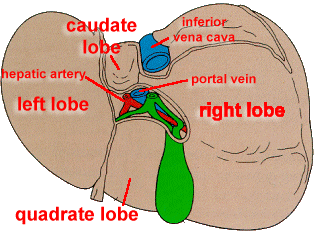 Anatomia hepática – Hepcentro