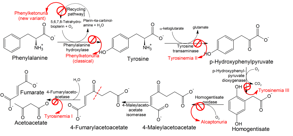 Tirosinemia – Hepcentro