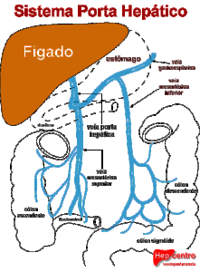 Anatomia hepática – Hepcentro