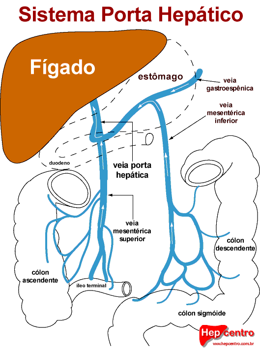 Anatomia hepática – Hepcentro